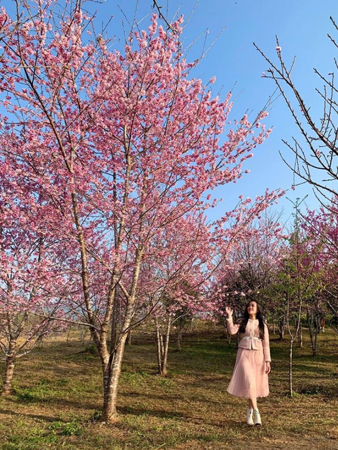 Cây Mai Anh Đào - Mua bán trồng cây Mai Anh Đào hoa Đẹp, Giá Tốt.